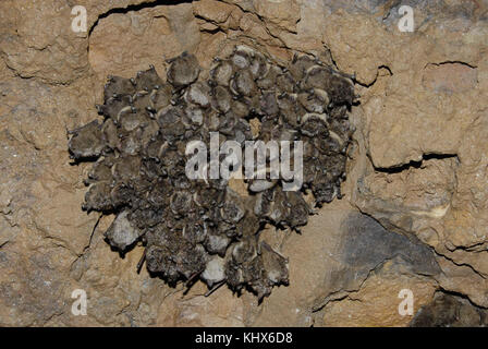 A cluster of little brown bats (Myotis lucifugus), a species known for ...