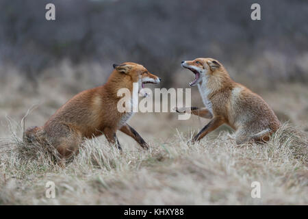 Two red foxes attacking each other and fighting over a territory Stock ...