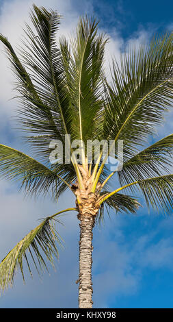 A vertical shot of a tall palm tree behind a blue Moroccan building and ...