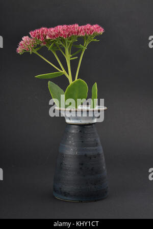 Orpine on dark background Stock Photo - Alamy
