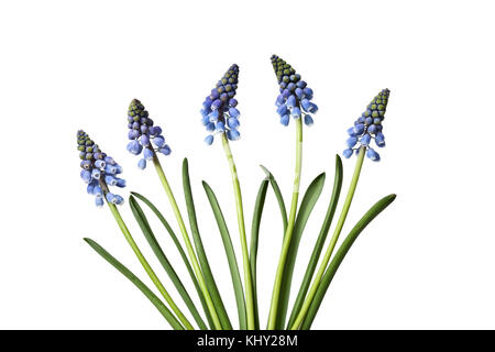 Blue Muscaria Flowers isolated on white background Stock Photo - Alamy