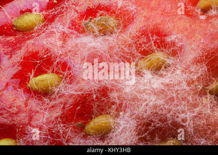 Mold strawberry through the microscope Stock Photo - Alamy