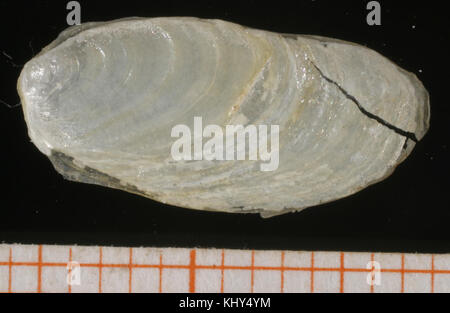 Limax maximus shell 2 Stock Photo - Alamy