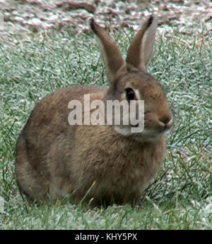 European Rabbit Animal of the species Oryctolagus cuniculus Stock Photo ...