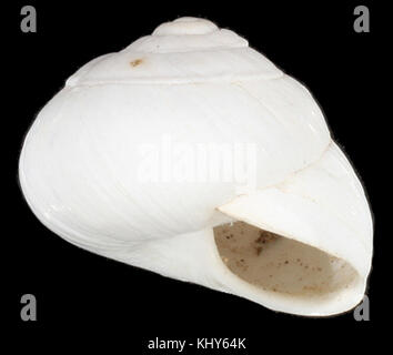 Sphincterochila baetica shell 3 Stock Photo - Alamy