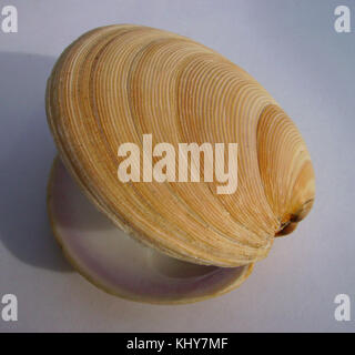 Ringed dosinia shell (Dosinia anus Stock Photo - Alamy