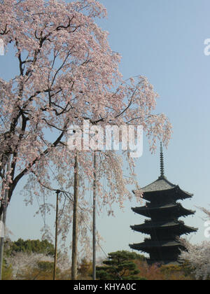 Toji Temple with cherry blossoms, a Historic Buddhist temple with a 5 ...