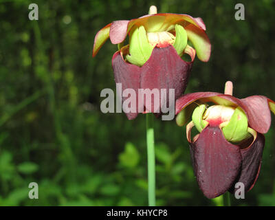 Mountain sweet pitcher rose plant flower flora Stock Photo - Alamy