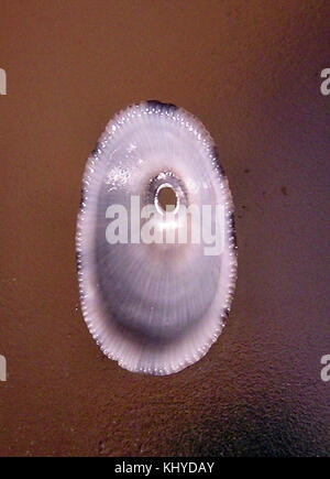 Diodora inaequalis is a species of marine gastropod, characterized by ...