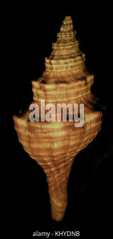 Fusinus ocellifer is a species of sea snail, identified for its ...