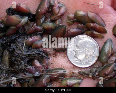 Black Sandshell (Ligumia recta Stock Photo - Alamy