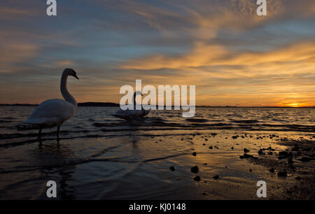 Rugen, Germany. 23rd Nov, 2017. The rising sun casting a warm light ...