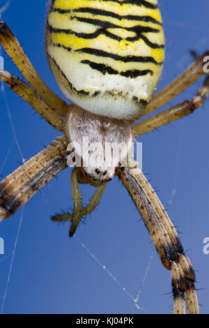 Female Wasp Spider on a Web Stock Photo - Alamy