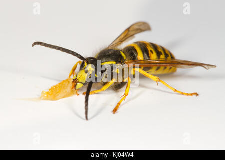 Saxon Wasp (Dolichovespula saxonica) adult worker feeding on honey on a ...