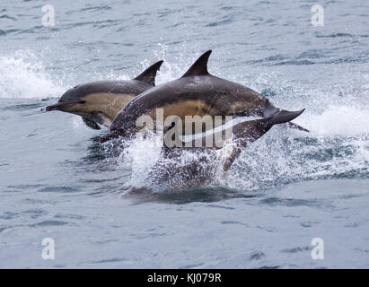 Common Dolphins from a trip out of Portree Harbour Stock Photo - Alamy