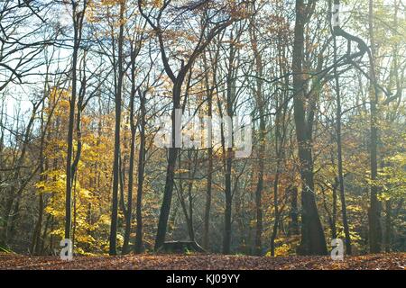 National Trust Cafe Ashridge Estate Hertfordshire Stock Photo: 1937645 ...