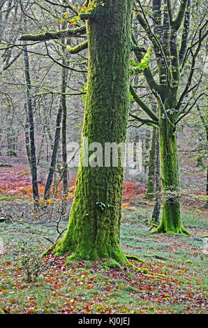 Trees in the Forest of Saint-Sever, Normandy, France Stock Photo - Alamy
