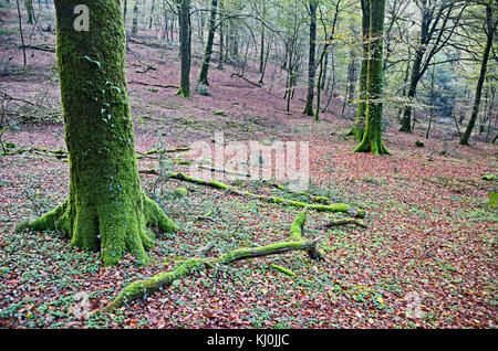 Trees in the Forest of Saint-Sever, Normandy, France Stock Photo - Alamy