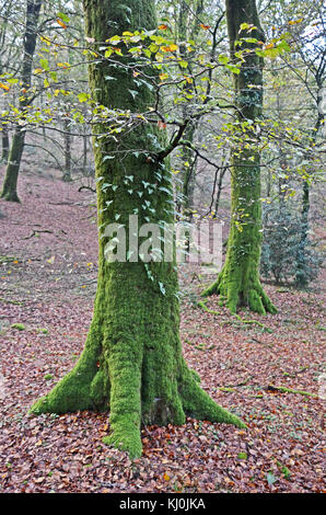 Trees in the Forest of Saint-Sever, Normandy, France Stock Photo - Alamy