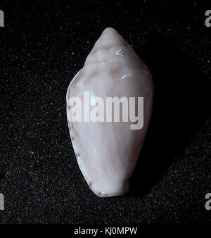 Marginella fishhoenkensis is a species of marine mollusk, recognized ...