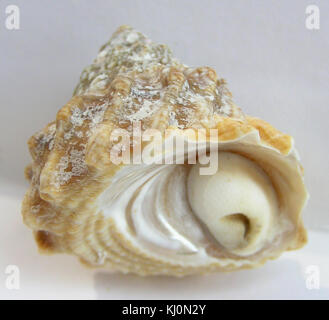 Astraea olfersii is a species of sea snail found in marine environments ...