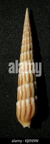 Murex Snails (Muricidae Stock Photo - Alamy