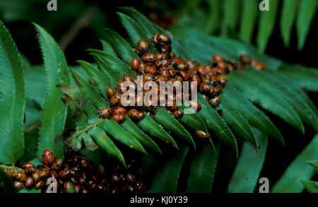 Lady bugs insects on leafs Stock Photo - Alamy