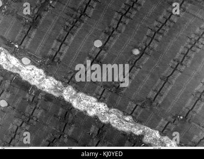 The components of a transmission electron microscope (TEM Stock Photo ...