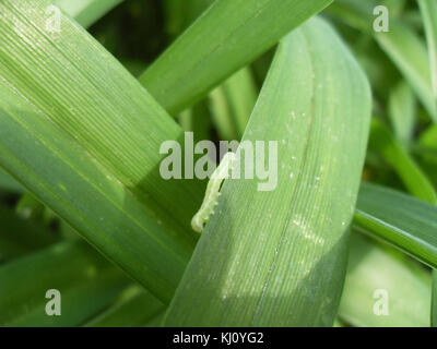 Inch worm on tiger lily leaves Stock Photo - Alamy