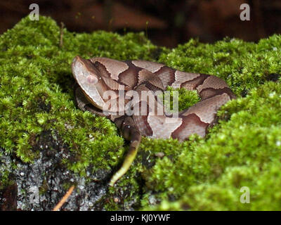 Juvenile copperhead snake Stock Photo - Alamy