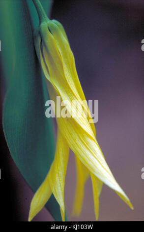 Uvularia grandiflora, large-flowered bellwort, merrybells, yellow ...