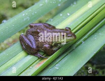 The American Bullfrog (Lithobates catesbeianus) is a large amphibian ...
