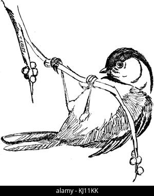 An illustration of a black-capped chickadee (Parus atricapillus), a ...