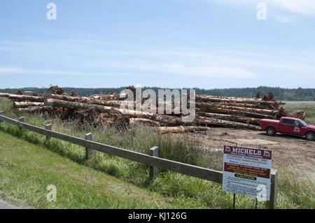 Logs with root wads still attached are being gathered and stockpiled ...