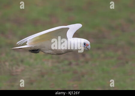 Corella Western Australia Stock Photo - Alamy