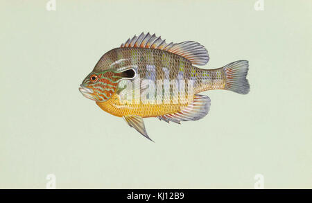 longear sunfish (Lepomis megalotis) native to eastern North America ...