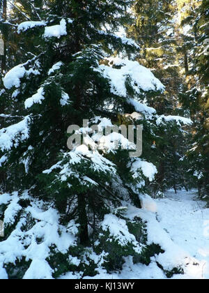 A winter scene depicting snow covering the ground, showcasing the stark ...