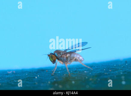 Thrypticus fly close-up Stock Photo - Alamy