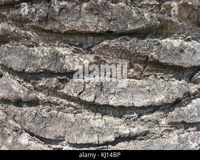 structure and features of tree bark close-up, natural tree trunk in the ...