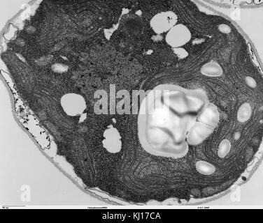 This transmission electron microscope (TEM) image shows Chlamydomonas ...