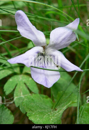Flower of Common Dog Violet (Viola riviniana), Peak District National ...