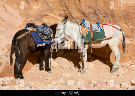 Bedouin men riding horses in the desert in Saudi Arabia Stock Photo - Alamy