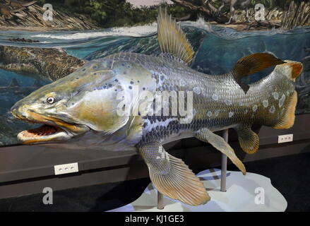 Mawsonia lavocati was an extinct genus of prehistoric coelacanth fish, and the largest of this ...