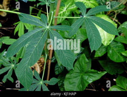 Manihot esculenta, commonly called cassava, cassava, aipim, guacamota ...