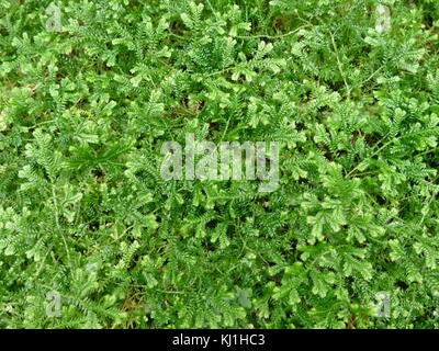 Psilotum nudum, known as the skeleton fork fern, is a fernlike plant in ...