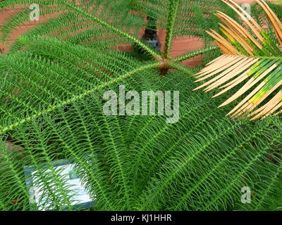 The Pinophyta, also known as Coniferophyta or Coniferae, or commonly as ...