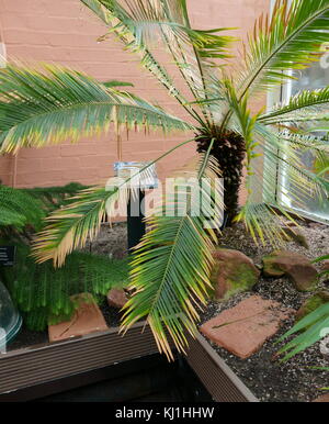 Cycads are seed plants with a long fossil history. They typically have ...