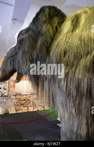 Model of a life-size mammoth. The mammoth is any extinct genus ...