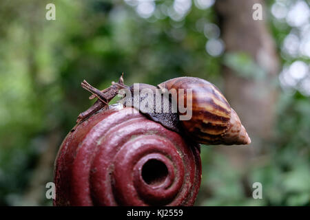 Snail in Taroko Gorge, Taiwan Stock Photo - Alamy