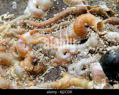 Tube worm shells ocean Stock Photo - Alamy